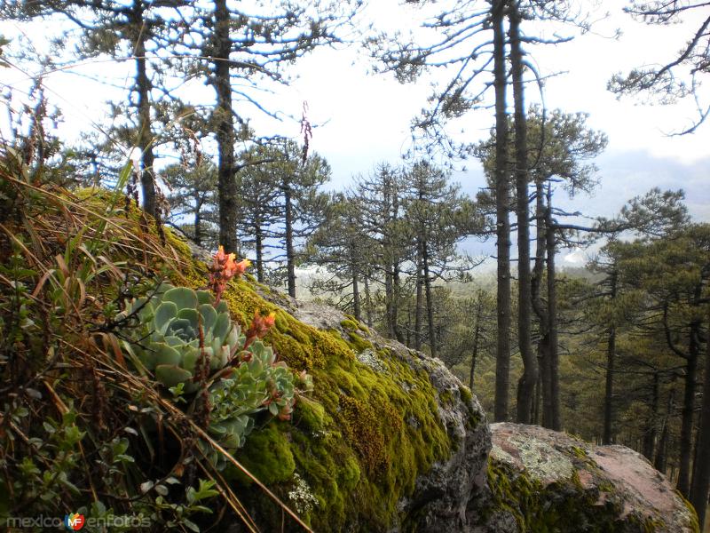 telapon - Río Frio, México (MX13331251378521)